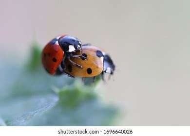 576 imágenes de Ladybird sex Imágenes fotos y vectores de stock Shutterstock