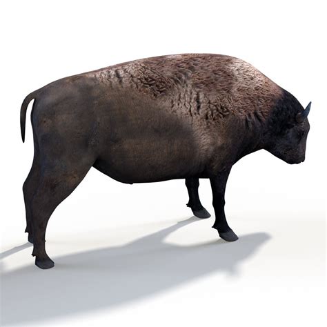 American Bison 3d Model 79 3ds Fbx Lwo Max Ma Obj Xsi C4d