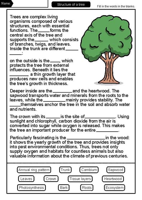 Structure Of A Tree Fill In The Blank Biology Worksheets English