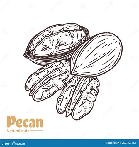 Vector Pecan Nut Logo 308836730