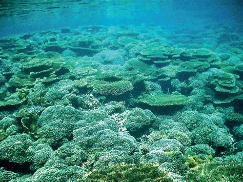 Diving Deep Into The Blue Daily Ft