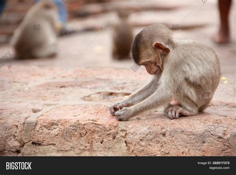 Cute Baby Monkey Image Photo Free Trial Bigstock