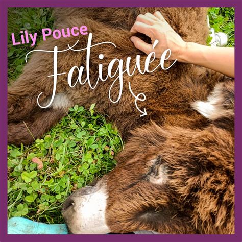 Chapitre 1 Naissance De Lily Pouce
