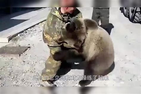 两个俄罗斯大叔野外睡觉，一头熊走了过来，下一秒请憋住不要笑大叔俄罗斯
