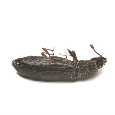 Powderpost Beetle Identification Powderpost Beetles Information