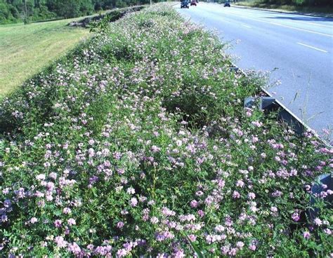 Crown Vetch Tips For Growing Crown Vetch
