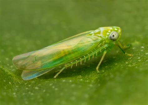 Leafhopper Empoasca Empoasca Fabae Bugguidenet