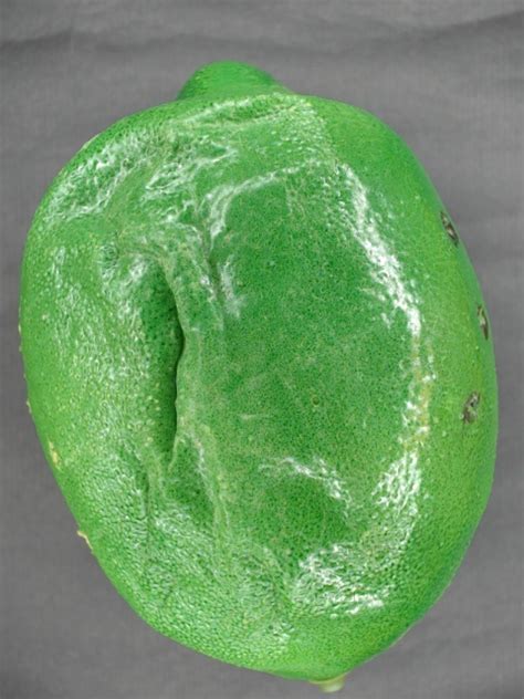 Fruit Classification Object Detection Dataset And Pre Trained Model By Object Detection