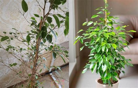 Фікус Бенджаміна буде пишним та зеленим якщо усунути цих дві проблеми Читайте на Ukr Net