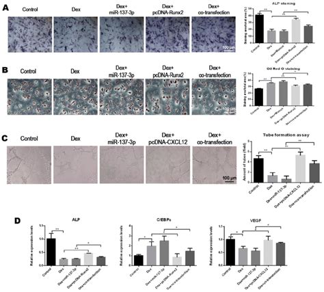Overexpression Of Runx2 And Cxcl12 Without The 3′utr Partially Rescued
