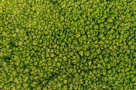 Trees Top View Stock Photos Images And Backgrounds For Free Download
