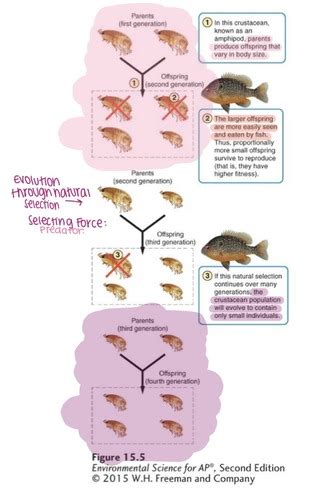 Apes Ch 3 Pt 1 Evolution Flashcards Quizlet