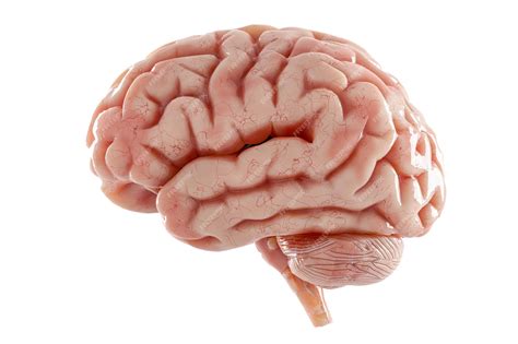 Premium Photo Human Brain Anatomical Model Medical Concept Brain Consists Of Cerebrum