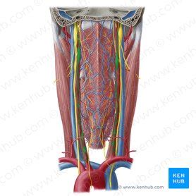 Sympathetic Nervous System Definition Anatomy Function Kenhub
