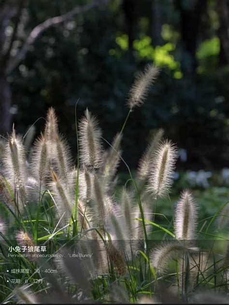 小兔子狼尾草 花瓣网