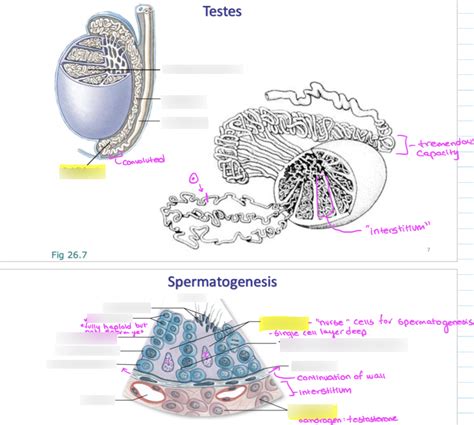 Diagram Of Biol 373 Unit 8 Testes Label Quizlet