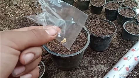 هيا بنا نزرع البذور الصيفية Youtube