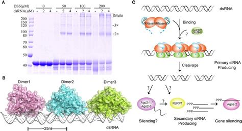 The Cooperative Dsrna Binding Mode A The Dss Crosslinking Of Ea256 Download Scientific