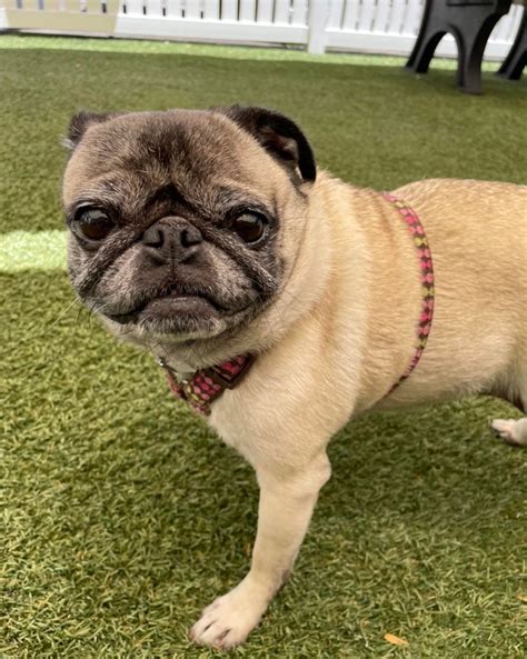 Meet Leeloo She Is Pug Nation Rescue Of Los Angeles