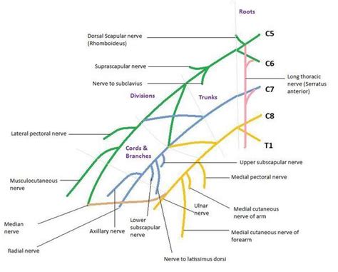Brachial Plexus And Its Injury MEDCHROME