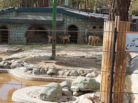 نمایی از بازدید نوروزی گردشگران در باغ وحش ارم فیلم و تصاویر