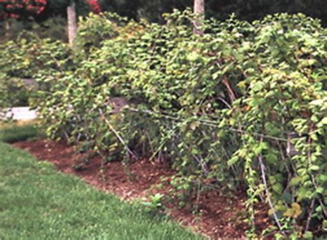 Home Garden Raspberry