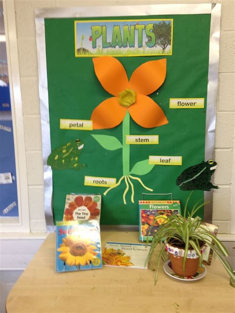 Year 1 Science Parts Of The Plants Display Science Display Plant