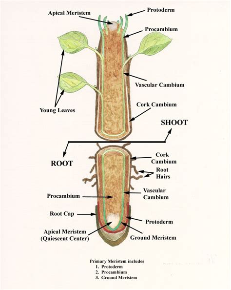 Internal Structure Of Root Root Diagram Plant Roots Diagram Design