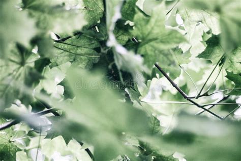 Maple Leaves Not So Sharp Pattern Stock Image Image Of Little Sharp 156770283