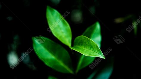 Green Landscape Flowers And Trees Leaves Leaf Powerpoint Background For Free Download Slidesdocs