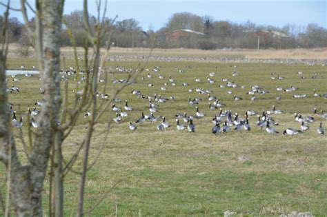 Premium Photo Trees On Grassy Field