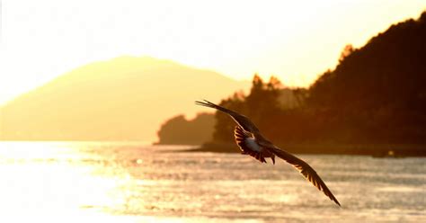 석양빛에 물드는 갈매기와 바다