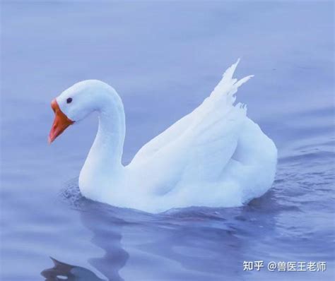 禽医王老师谈鹅呼长孤病症状和治疗小鹅呼长孤怎么办 知乎