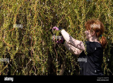 Thick Weeping Willow Crown Spring Pruning Of Branches Red Haired Girl With Pruning Shears