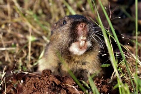 15 Natural Ways To Get Rid Of Gophers Dre Campbell Farm