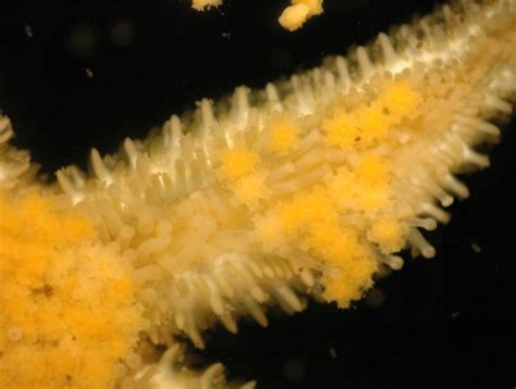 Echinodermata The Reproductive System