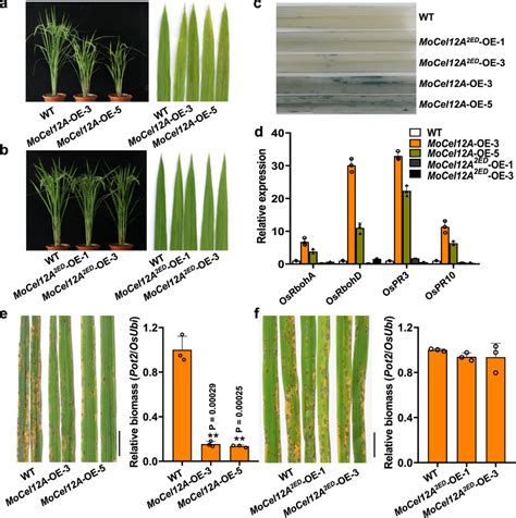 Ecotopic Expression Of Mocel12a Increased The Blast Disease Resistance