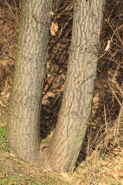 Tree Twins Stock Photo Image Of Branch Twins Winter