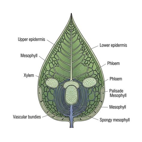 Outer Layers Are The Upper And Lower Epidermis Inside The Mesophyll