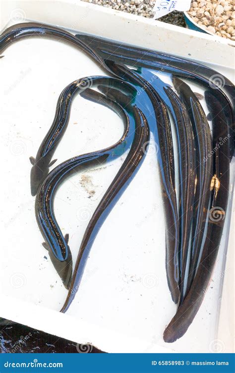 Eel In Naples Stock Image Image Of Live Nature Delicious 65858983