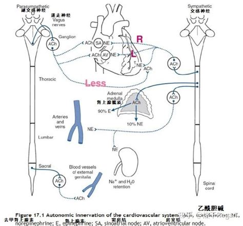 [心血管的系统总结] S3e8 1 心血管控制系统 心血管的调控机制 知乎