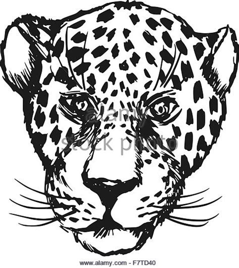 Jaguar Face Drawing At Getdrawings Free Download