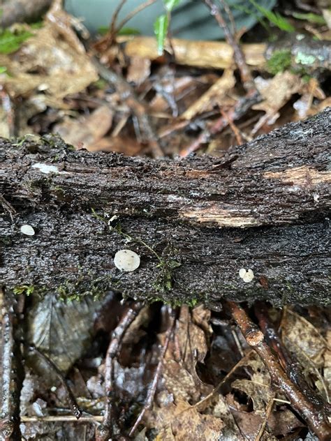 Tatraea Macrospora From Nantahala National Forest Highlands Nc Us On August 15 2023 At 11 57
