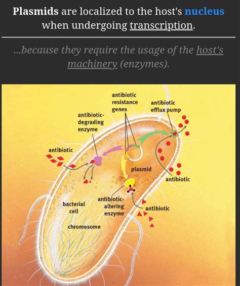 Arent Plasmids Typically Found In Prokaryotes Which Lack Discrete