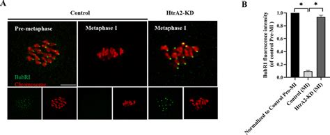 Htra2 Knockdown Activates The Sac In Young Oocytes A Control And Download Scientific Diagram