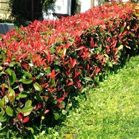 Red Tip Photinia Red Tip Photinia Red Shrubs Evergreen Shrubs
