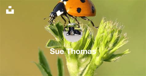 Sue Thomas Suethomas Unsplash Photo Community