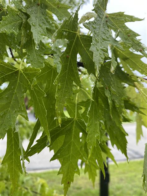 The Meaning Of A Maple Leaf David L Newland