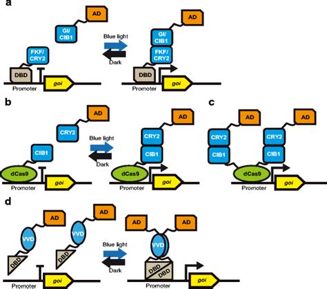 Transcriptional Activation By Blue Light Optogenetic Switches A