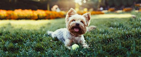 Tails To Pails Llt Group Chicago Website Design